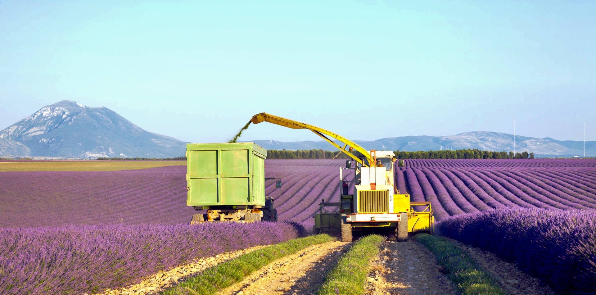 SFAI Global - Industries coverage by SFAI Indonesia